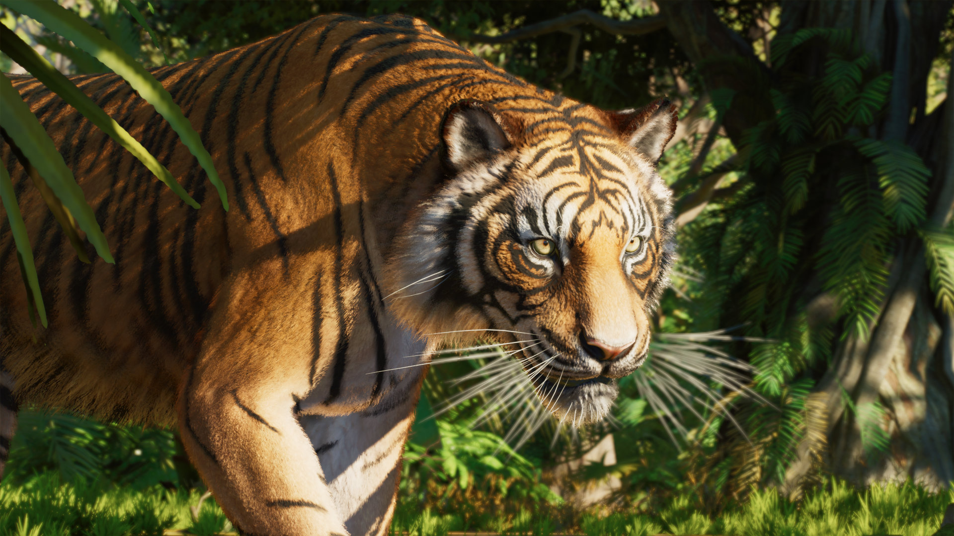 Sumatran Tiger - Zoopedia - Planet Zoo 2