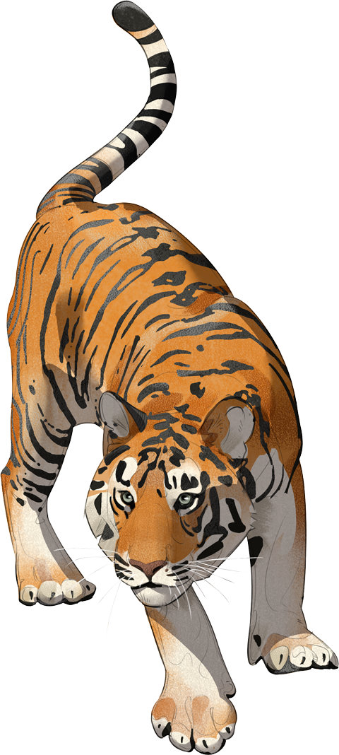 Sumatran Tiger - Zoopedia - Planet Zoo 2